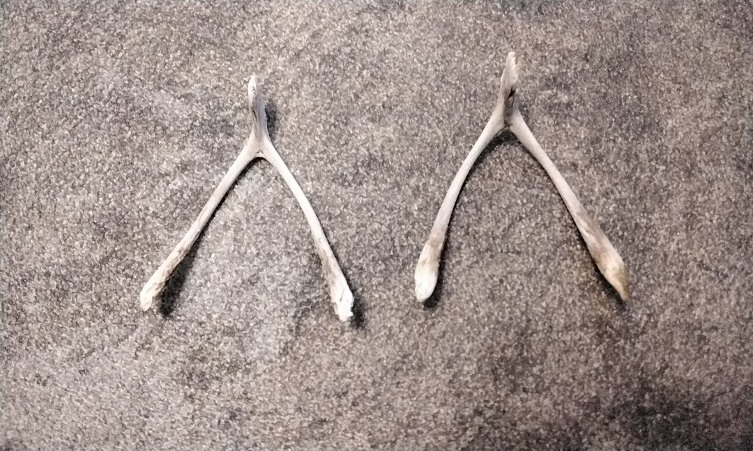 Game Hen Wish Bone for 1 Cornish Hen Wish Bones Natural Organic From ...