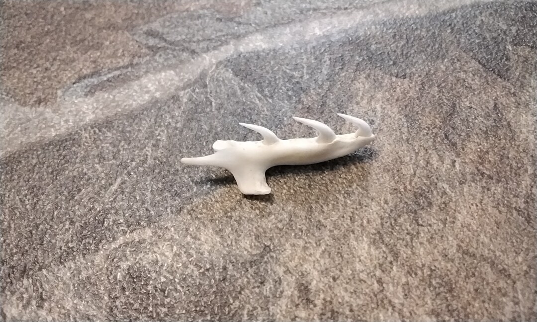 Python Jaw Bone Piece With Teeth From Fla. USA - Etsy