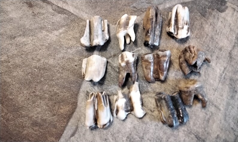 Taxidermy & Curiosities Fossil Bison Tooth For 1 Lot#OD From USA Home ...