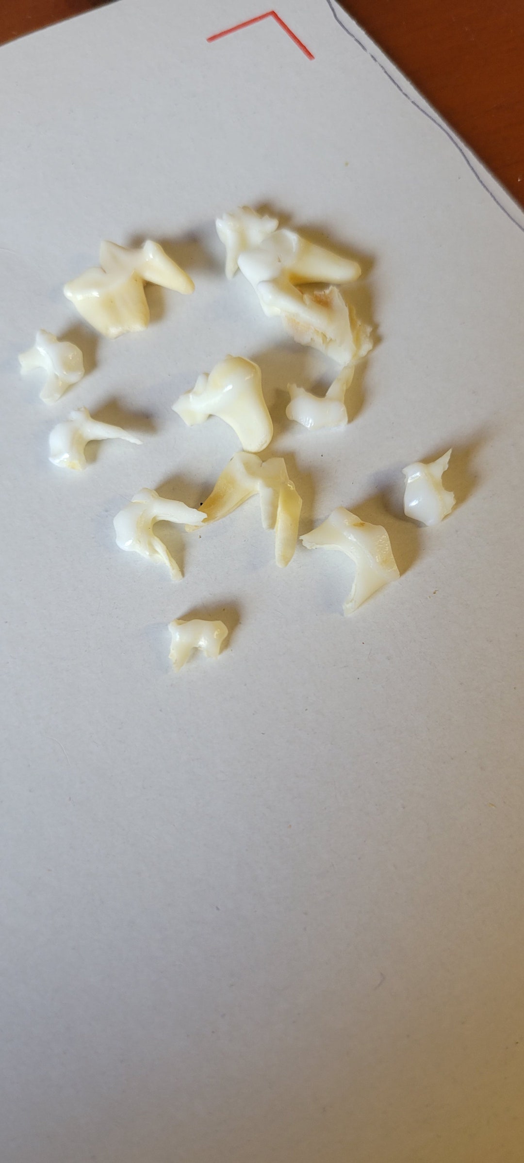 Fox Tooth for 6 Broke Fox Teeth - Etsy