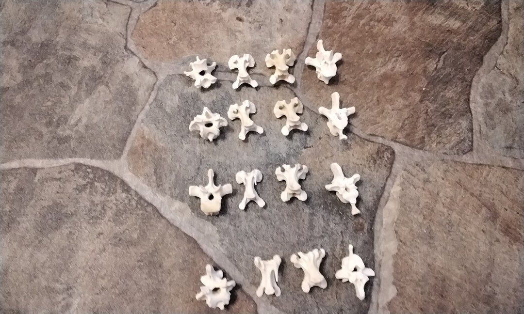 Wild Turkey Neck Vertebrae Bones for 4 From Mn. - Etsy