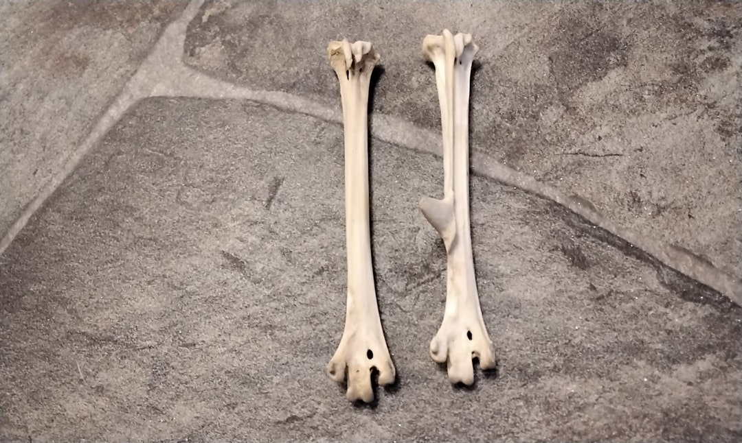 Pheasant Leg Bones Gor 1 Roaster With Spur and 1 Hen From USA Mn..lot R ...