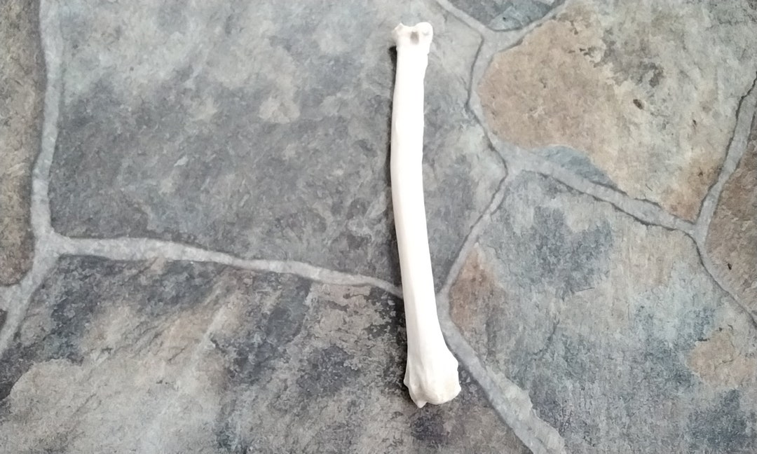 Large Leg Bone for 1 Flat Leg Bone - Etsy