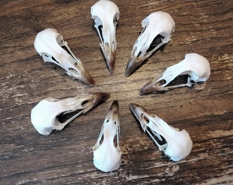 Pheasant Skull | Etsy