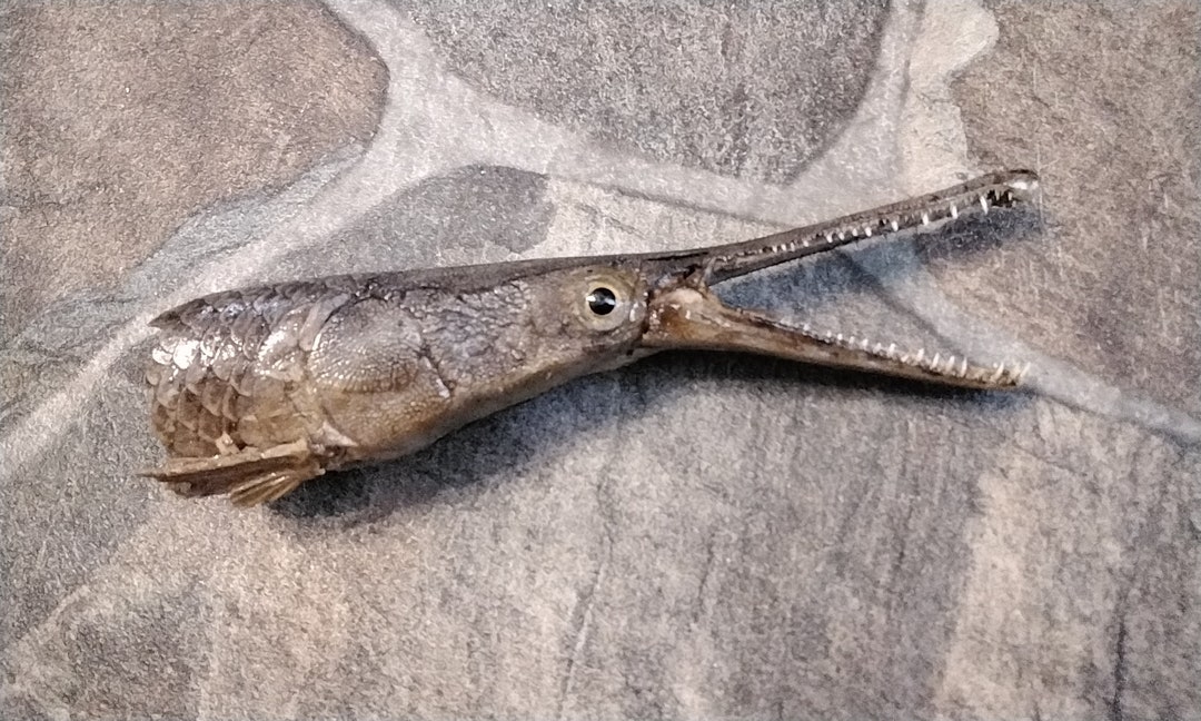 Gar Fish Head Open Mouth With Teeth From Fla. USA - Etsy