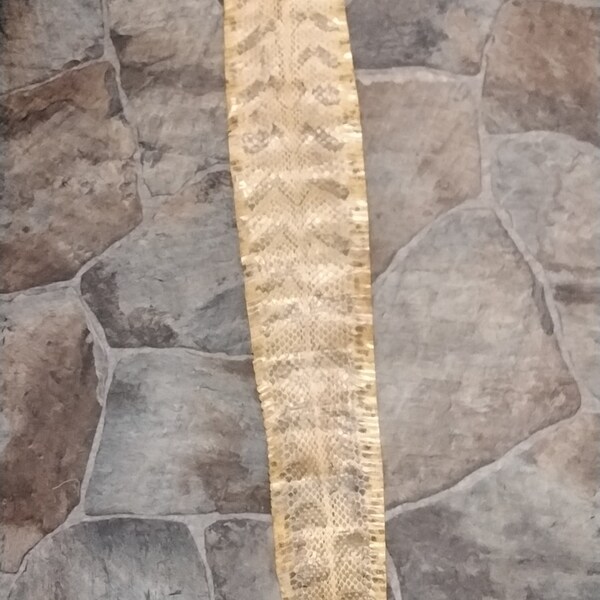 Timber Rattlesnake Skin - Etsy