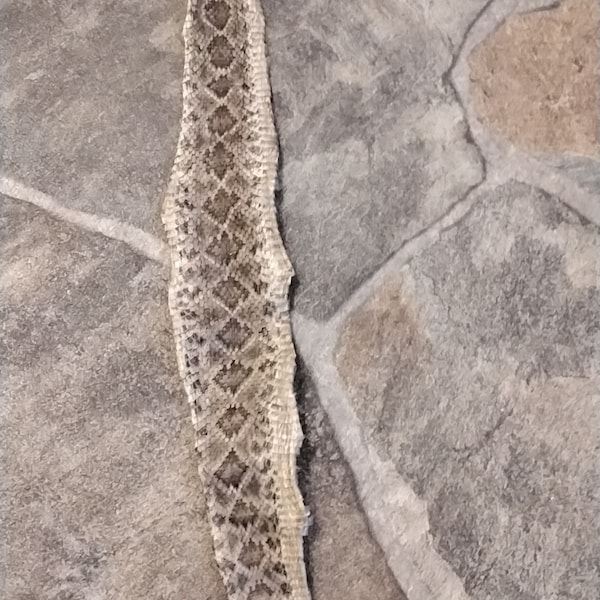 Rattlesnake Skin - Etsy