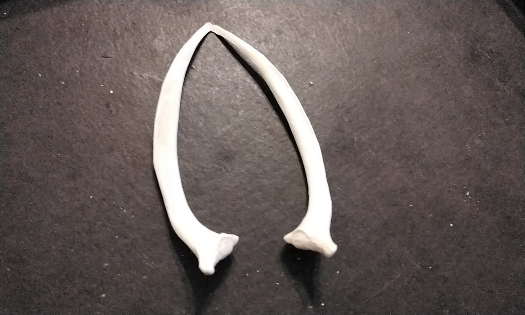 Carp Fish Rib Bones for 2 Jumbo From Mn USA - Etsy