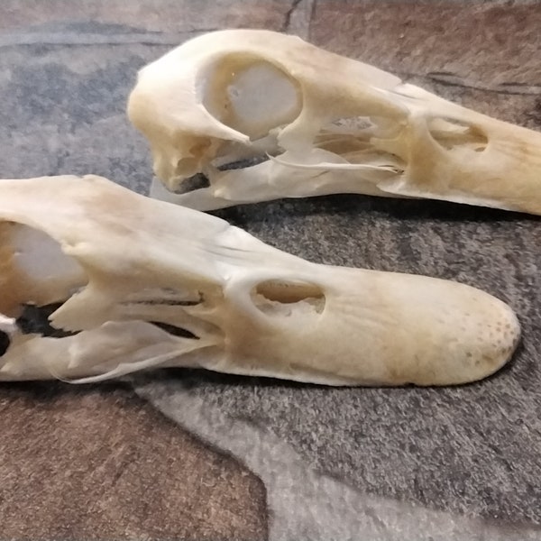 Duck Skull - Etsy