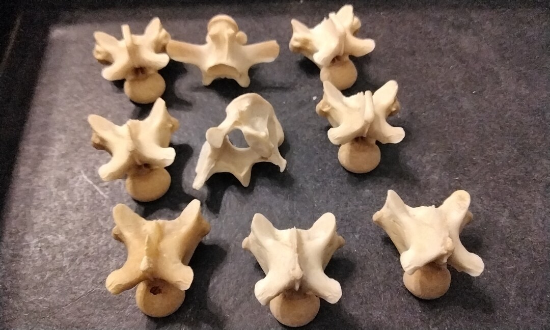 Lizard Vertebrae Bones for 3 Huge Lizard Back Vertebrae Bones - Etsy