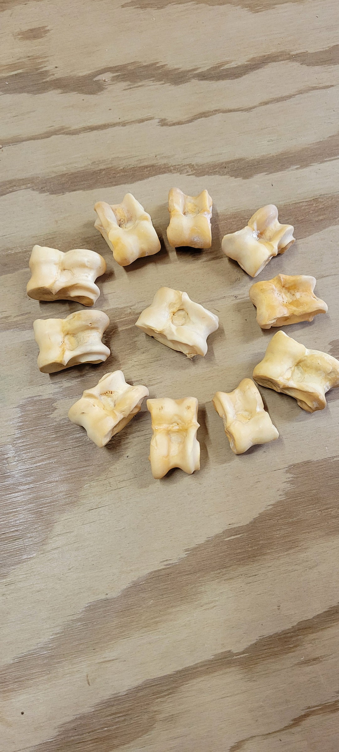 Jumbo Deer Joint Bones Viking Dice Bones for 2 Astragaloi Deer Leg ...