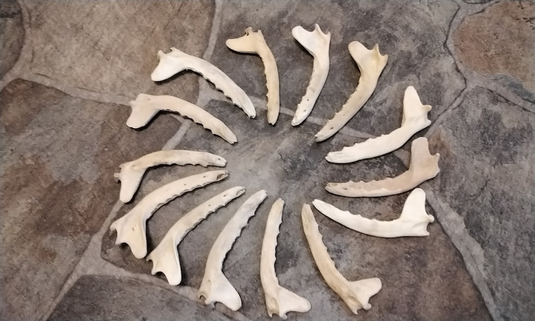 Fox Jaw Bone for 2 Silver Fox Jaws From Mn USA - Etsy