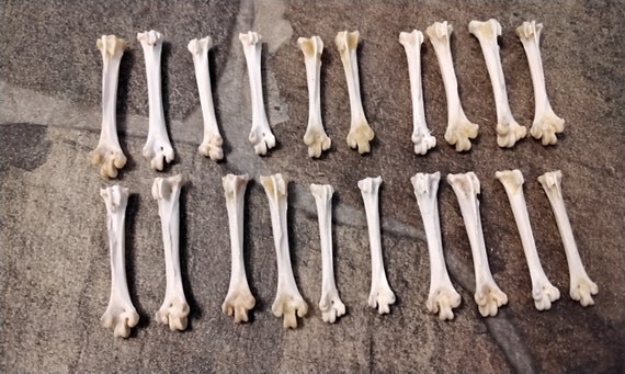 Grouse Lower Leg Bones for 2 From South Dakota Lot for 2 | Etsy