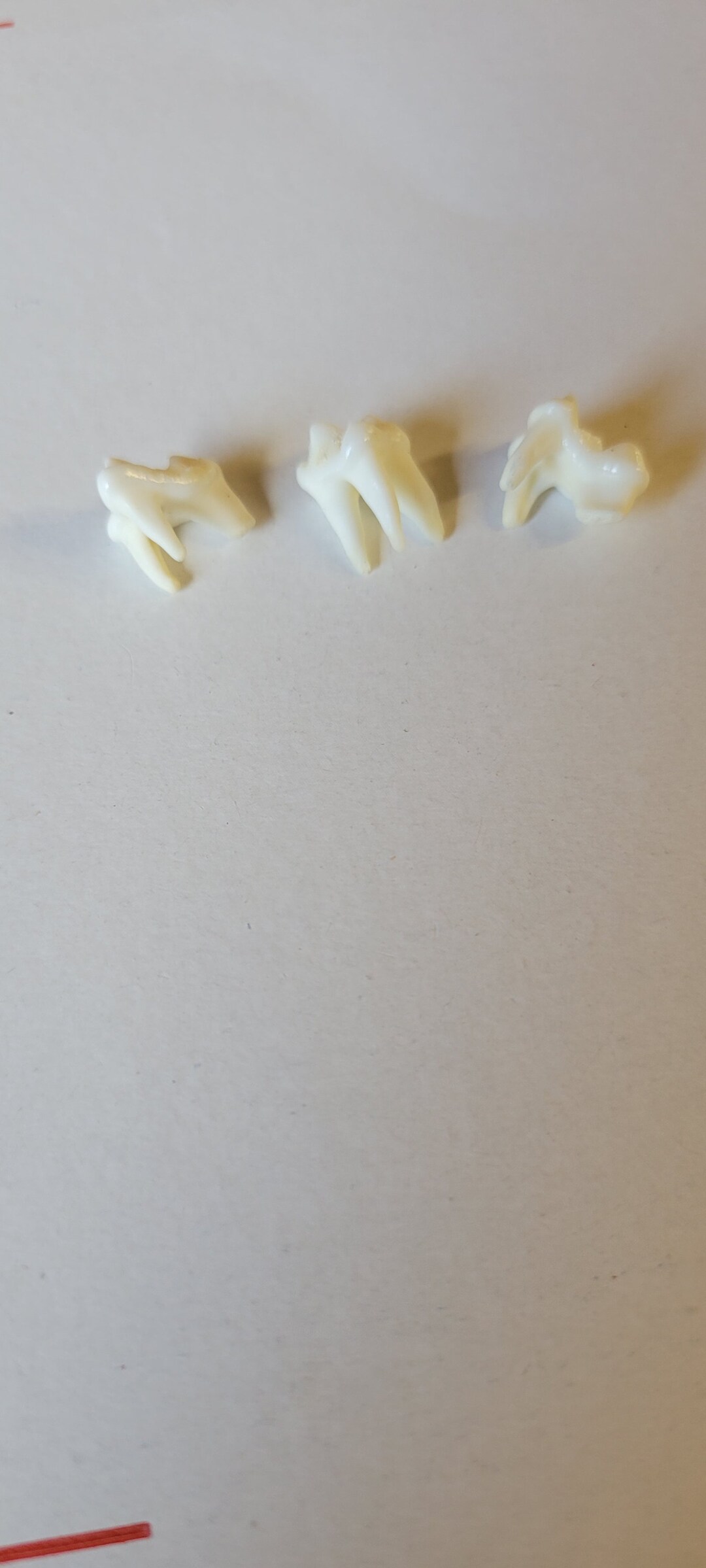 Fox Side Molar Tooth for 3 That Have 3 Root Lot 3 Root - Etsy