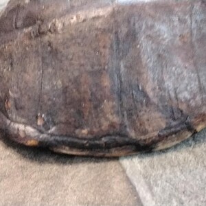 Turtle Shell Common Snapping Turtle Shell From Mn USA 10 1/4 X 10 Lot2 ...