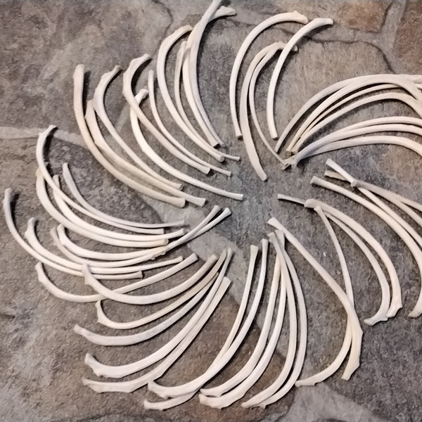 Coyote Rib Bones - Etsy