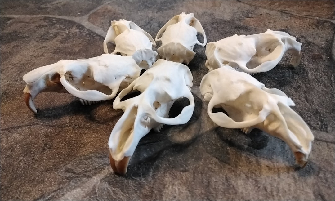Muskrat Skull for 1 Jumbo Lot 1 Jumbo - Etsy