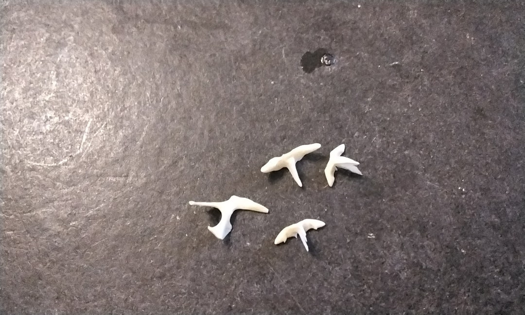 Lizard Vertebrae Bones for 4 Looks Like Flying Birds From USA - Etsy