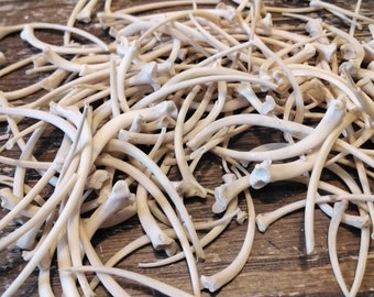 Python Bones - Etsy