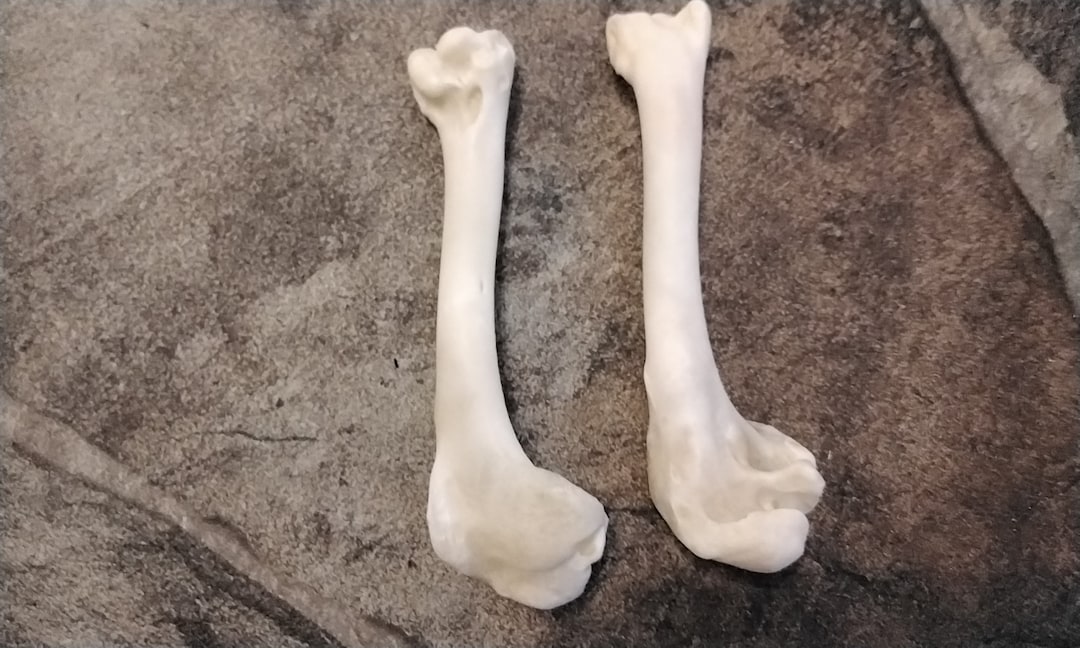 Pekin Duck Wing Bone for 1 Main Wing Bone From Fla. USA - Etsy