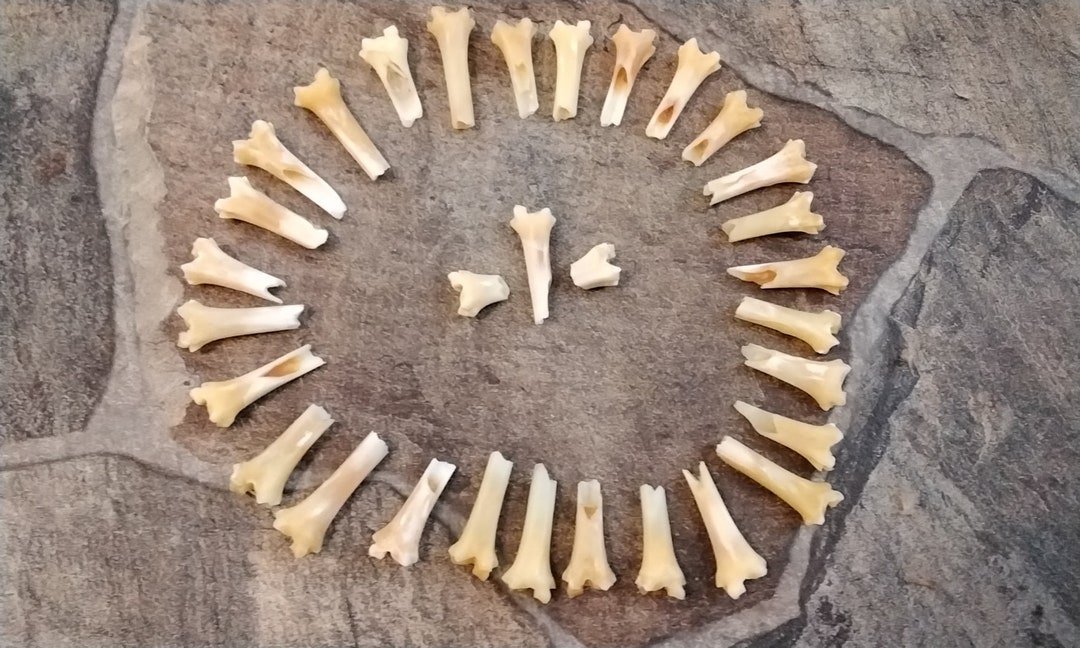 Jack Rabbit Leg Bone Pieces for 6 Hare Radius Bone Pieces From S.D. USA ...