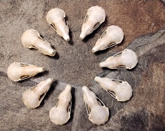 Real Mole Skull Taxidermy Oddity Natural Curiosity - Etsy