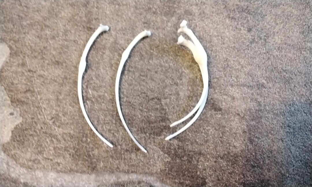 Rattlesnake Rib Bones for 4 Huge Broken and Healed and Fused Naturally ...