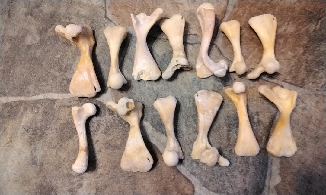 Turtle Leg Bone for 1 Natural Jumbo Size Femur Bone Common Snapper From ...