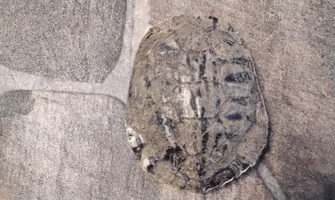 Turtle Shell for 1 Red Ear Slider Turtle Shell 4x3 Size From USA - Etsy