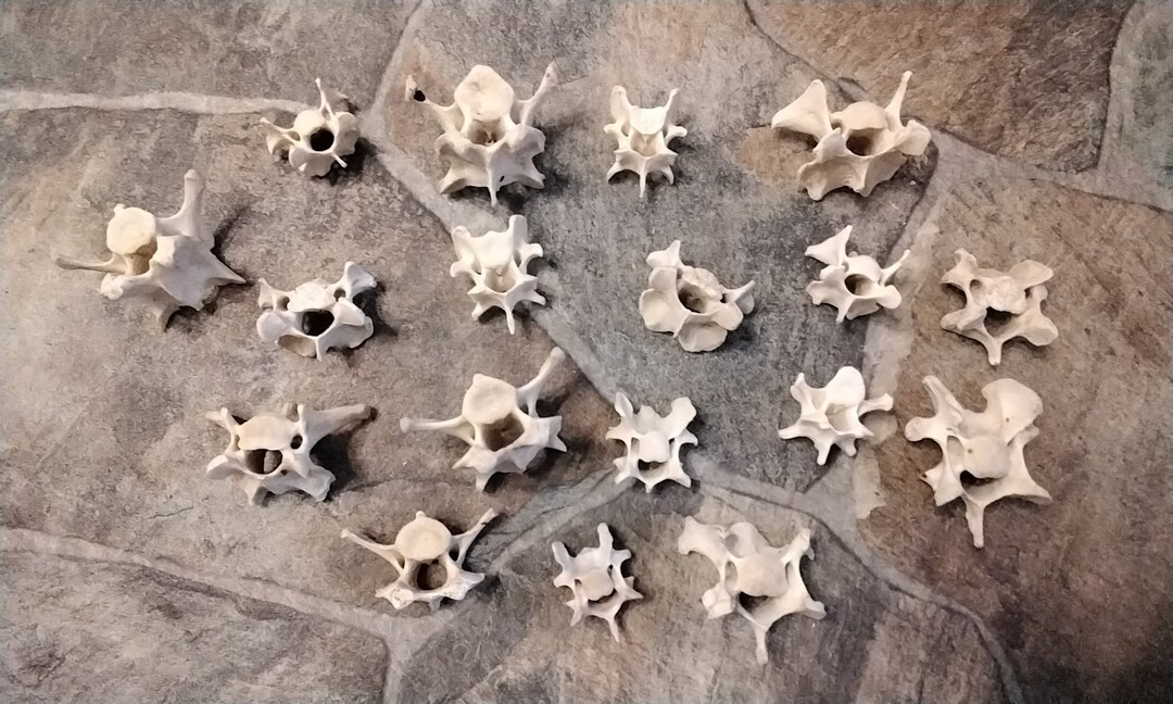 Coyote Vertebrae Bone for 1 Happy Face Vertebrae Bone - Etsy