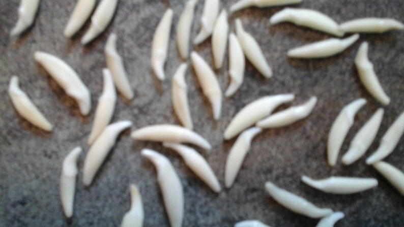 Mink Fang Teeth for 8 Fangs Lot1 - Etsy