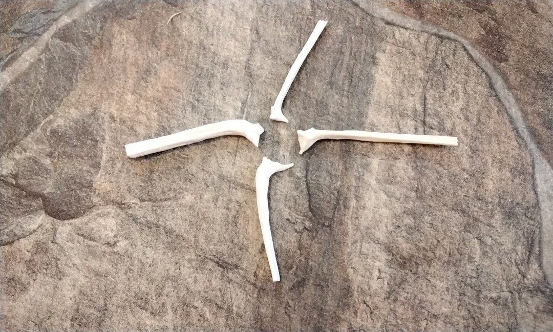 Alligator Gar Fish Rib Bones for 4 Jumbo Looks Like Horse Heads From ...