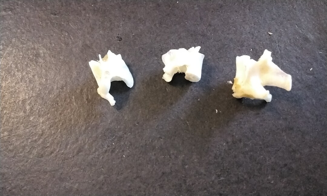 Rabbit Vertebrae Bones for 3 From Fla Farm Raised - Etsy