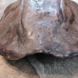 Turtle Shell Common Snapping Turtle Shell From Mn USA 10 1/4 X 10 Lot2 ...
