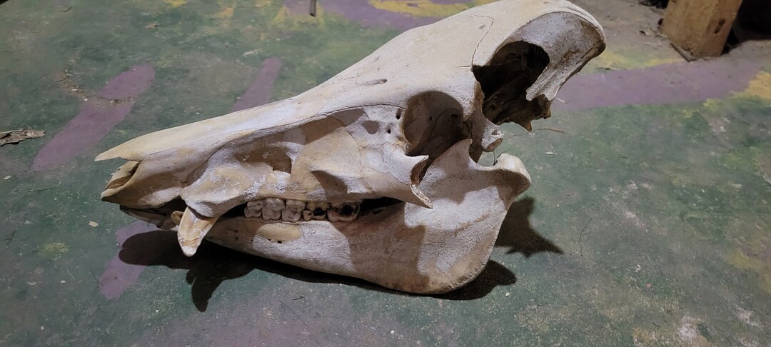 Hog Skull Complete From Fla - Etsy