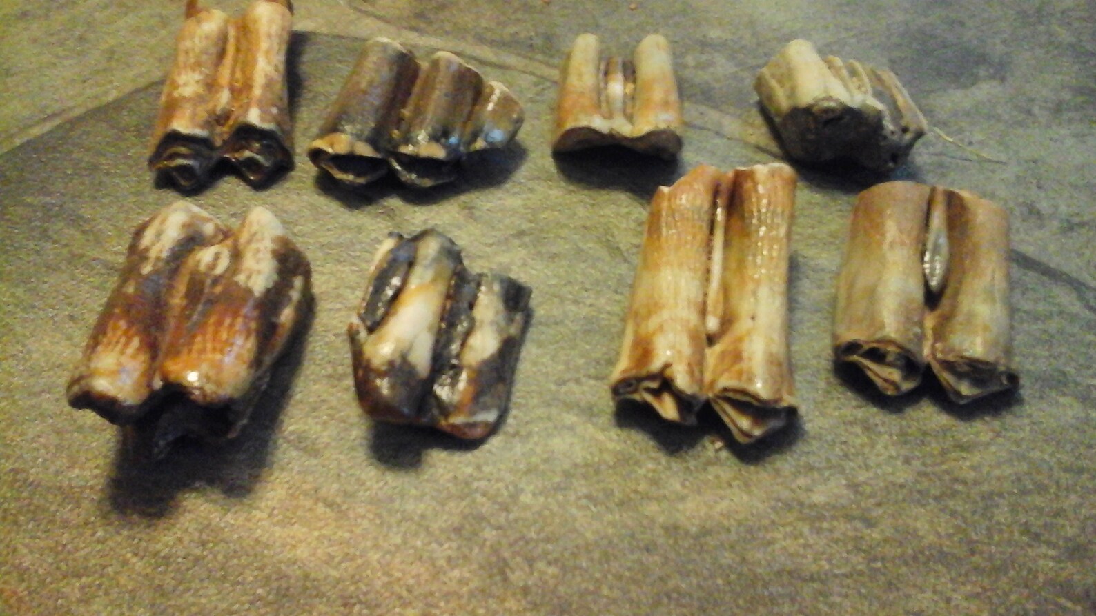 Fossil Bison Buffalo Tooth For 1 LotL | Etsy