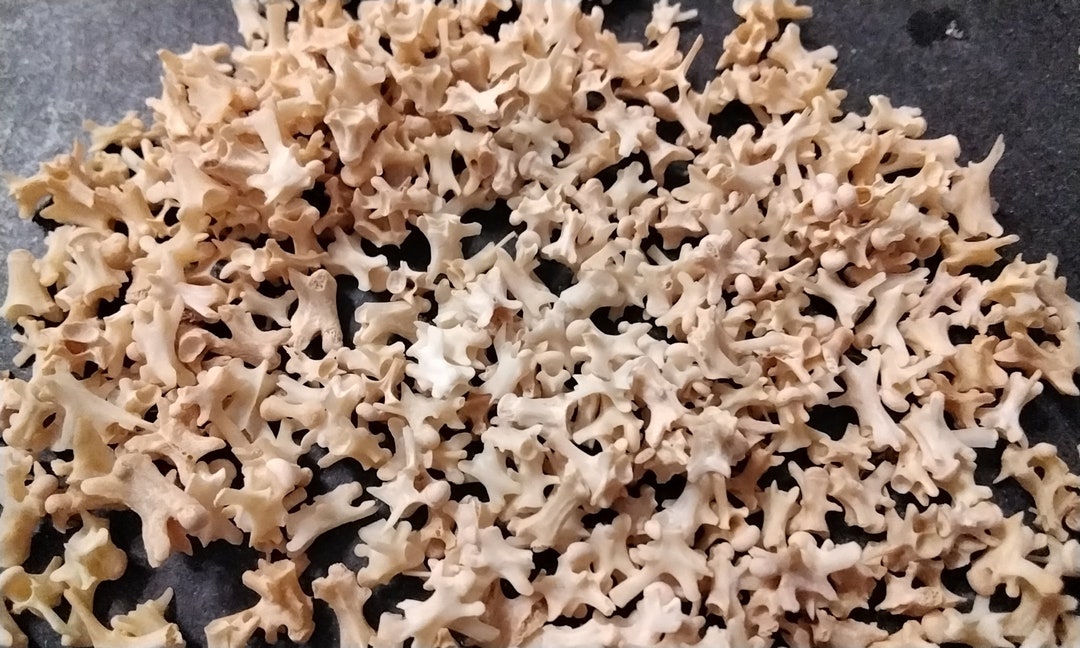 Lizard Vertebrae Bones for 14 Extra Small - Etsy