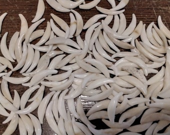 15 Red Fox Teeth for Craft Work - Etsy