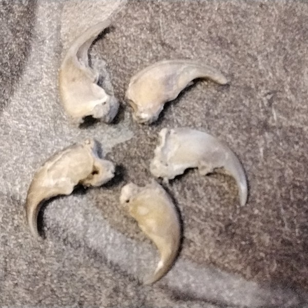 Wolverine Claws - Etsy