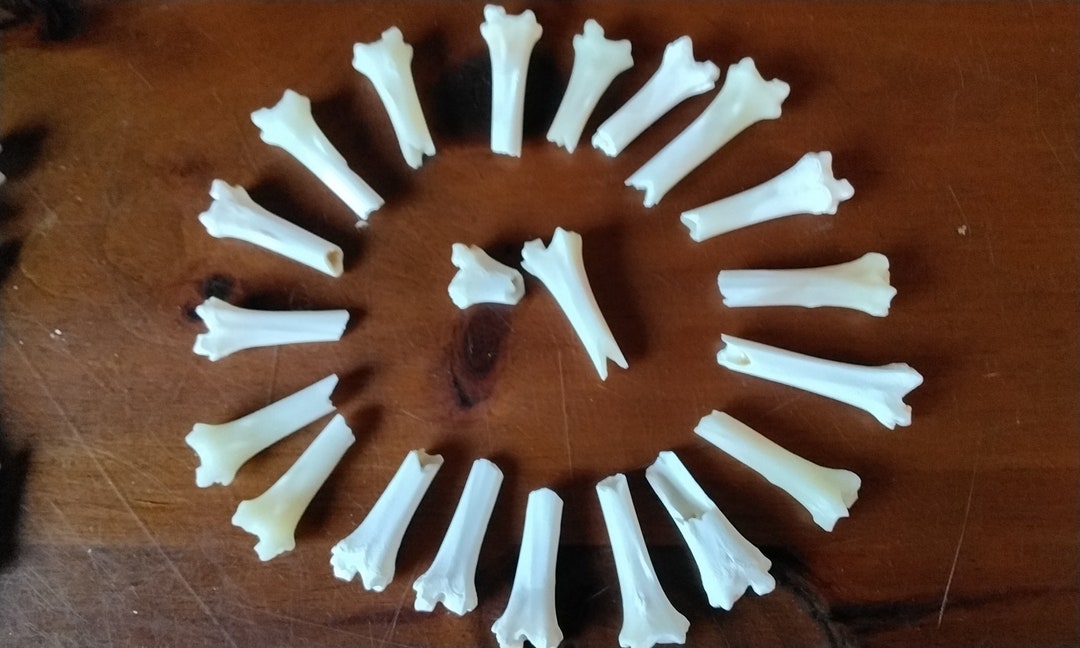 Jack Rabbit Leg Bone Pieces for 6 Hare Radius Bone Pieces From - Etsy