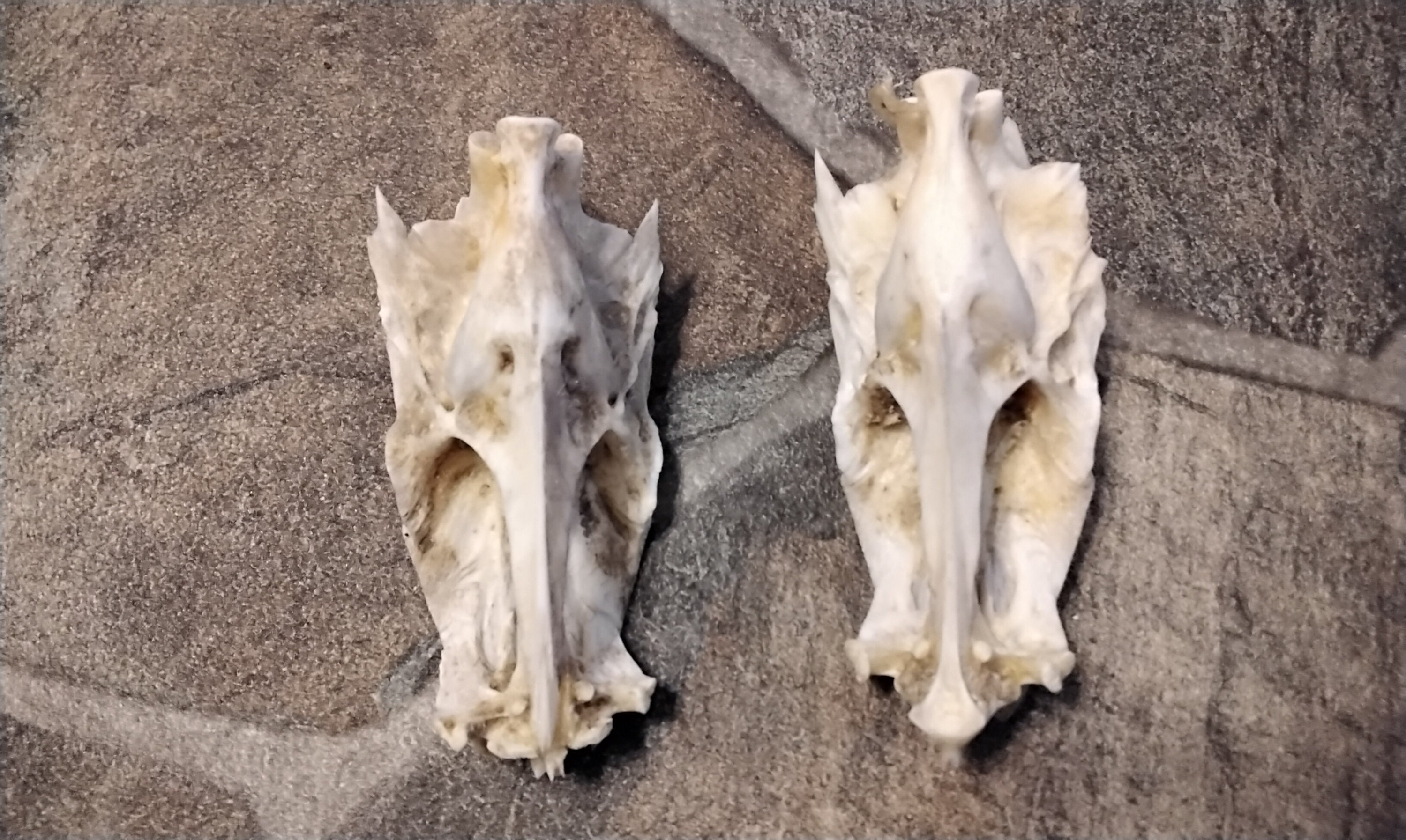 Hardhead Catfish Skull