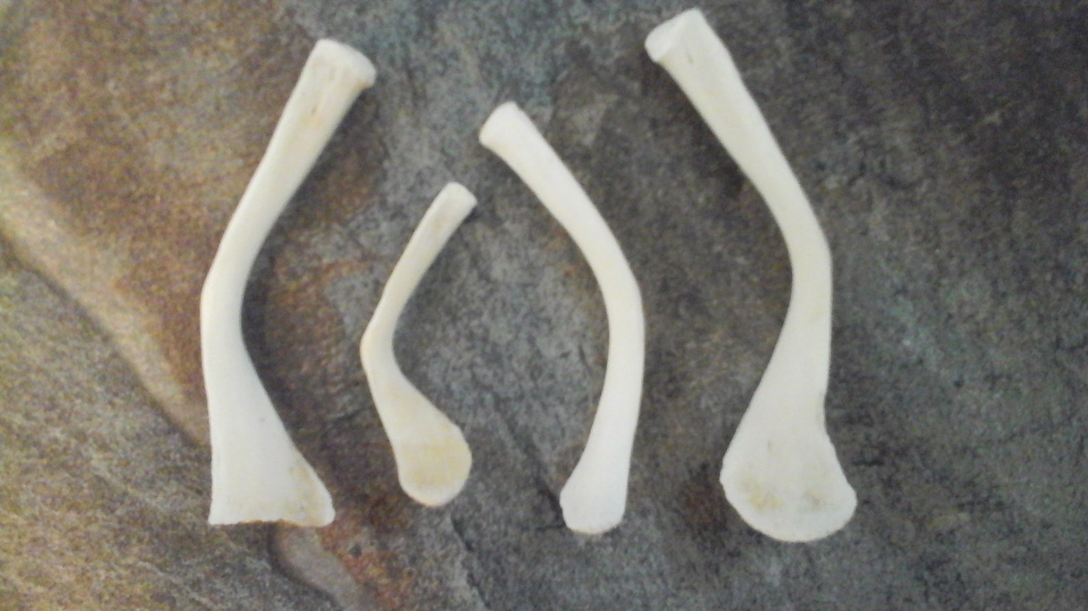 Turtle Jaw Hinge Bones For 6 From USA Lot1 - Etsy Italia