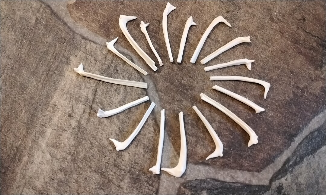 Alligator Gar Fish Rib Bones for 10 Large Some Looks Like Horse Heads ...