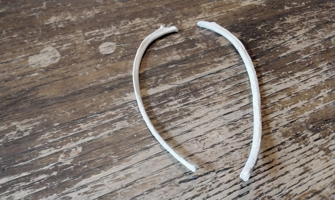 Coyote Rib Bones for 2 Xlg Natural Erosion Bone Loss From Mn.usa - Etsy