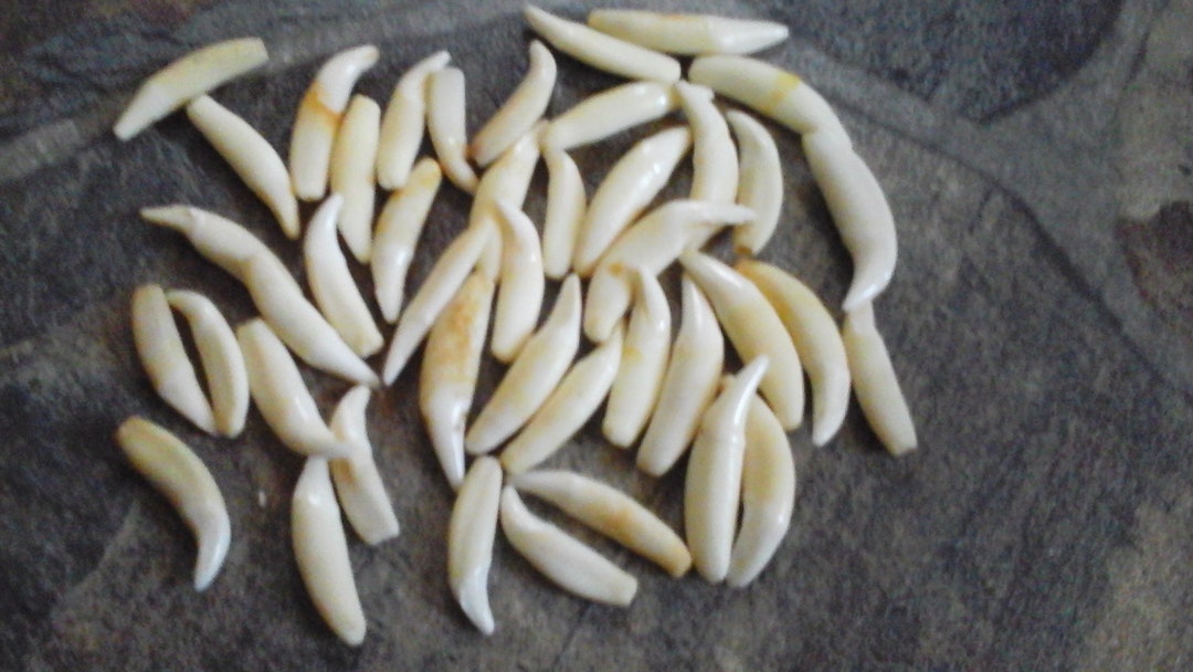 Fang/tooth for 4 Fisher Fang/tooth From USA - Etsy