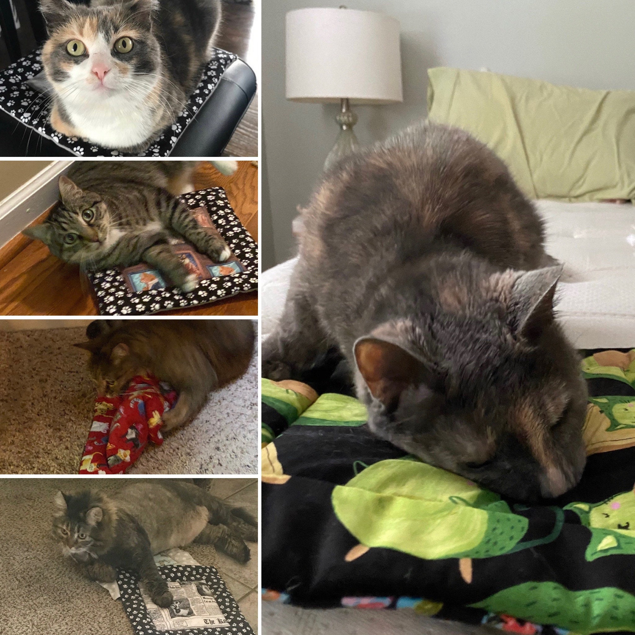 Crazy 4 Catnip KATmat refillable | Etsy