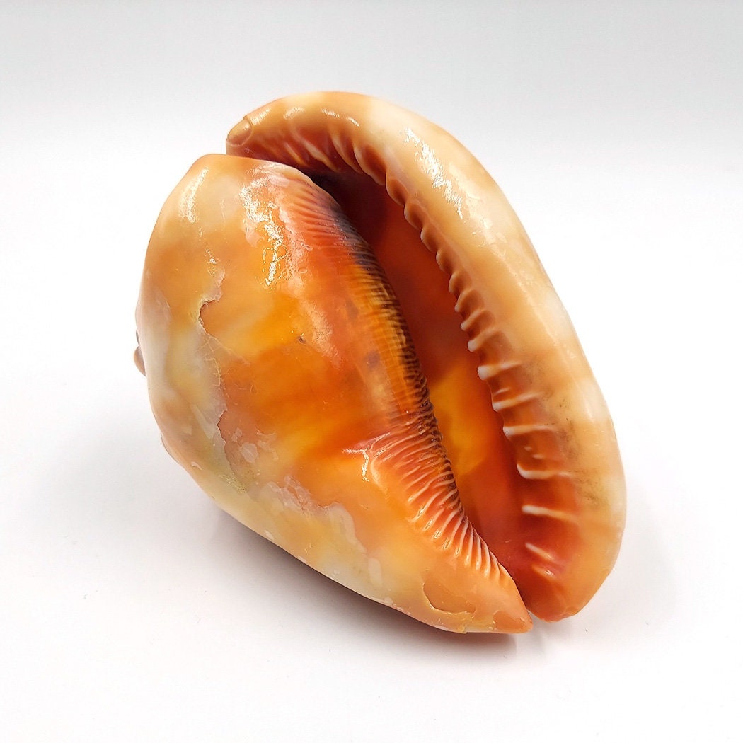 Carved Conch Shell / Victorian Woman - Etsy