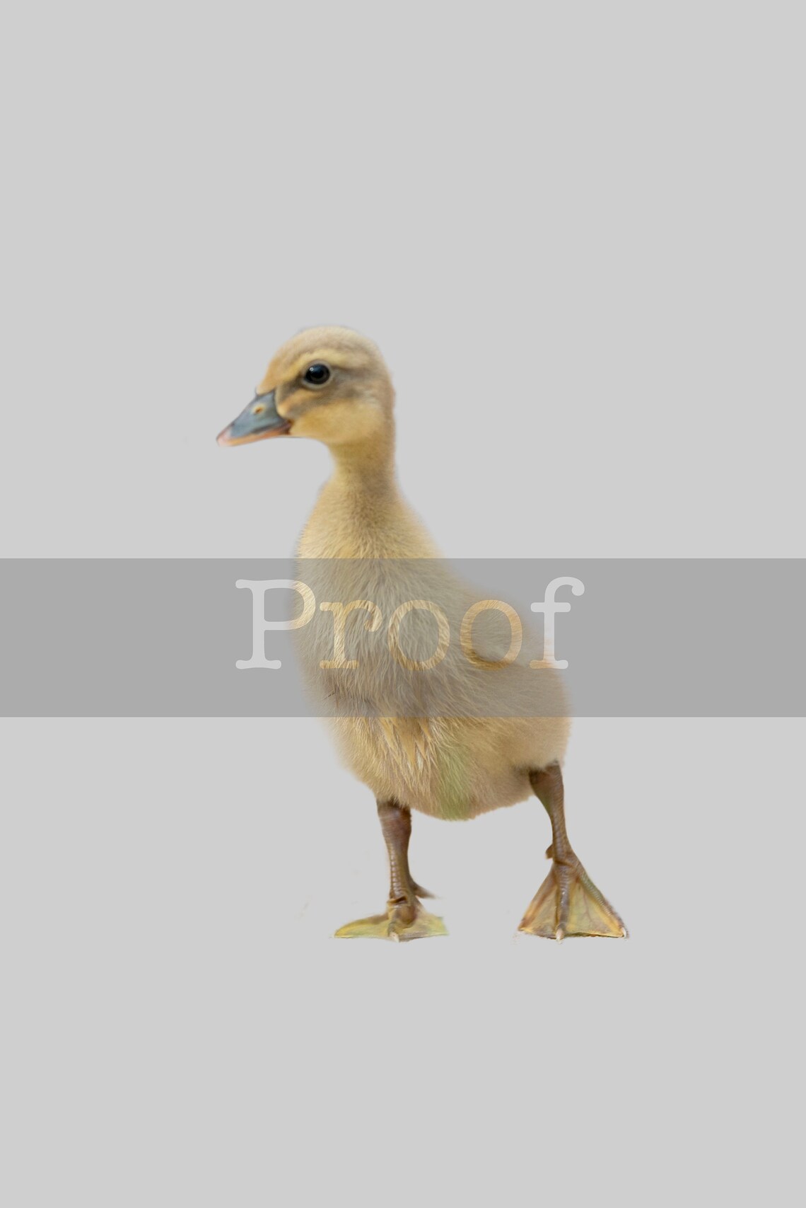 Five Little Ducks Photoshop Overlays - Etsy