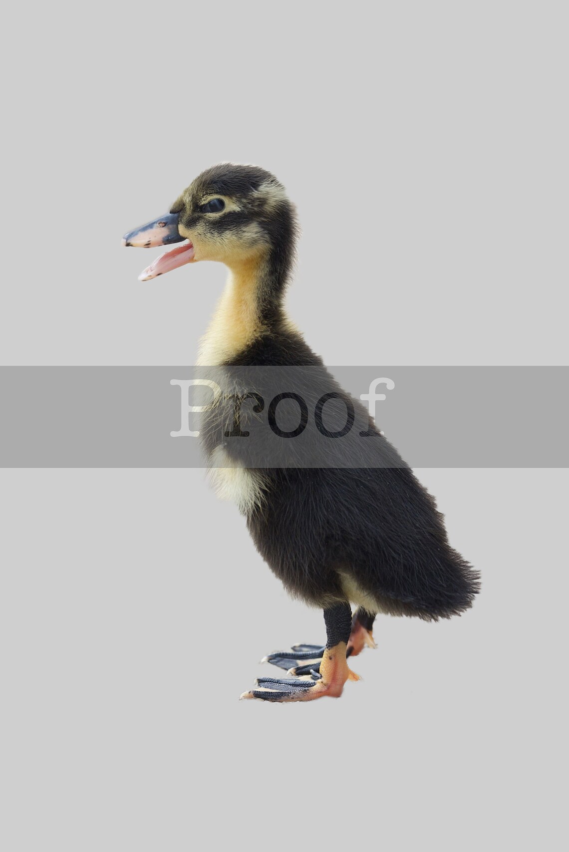 Five Little Ducks Photoshop Overlays - Etsy