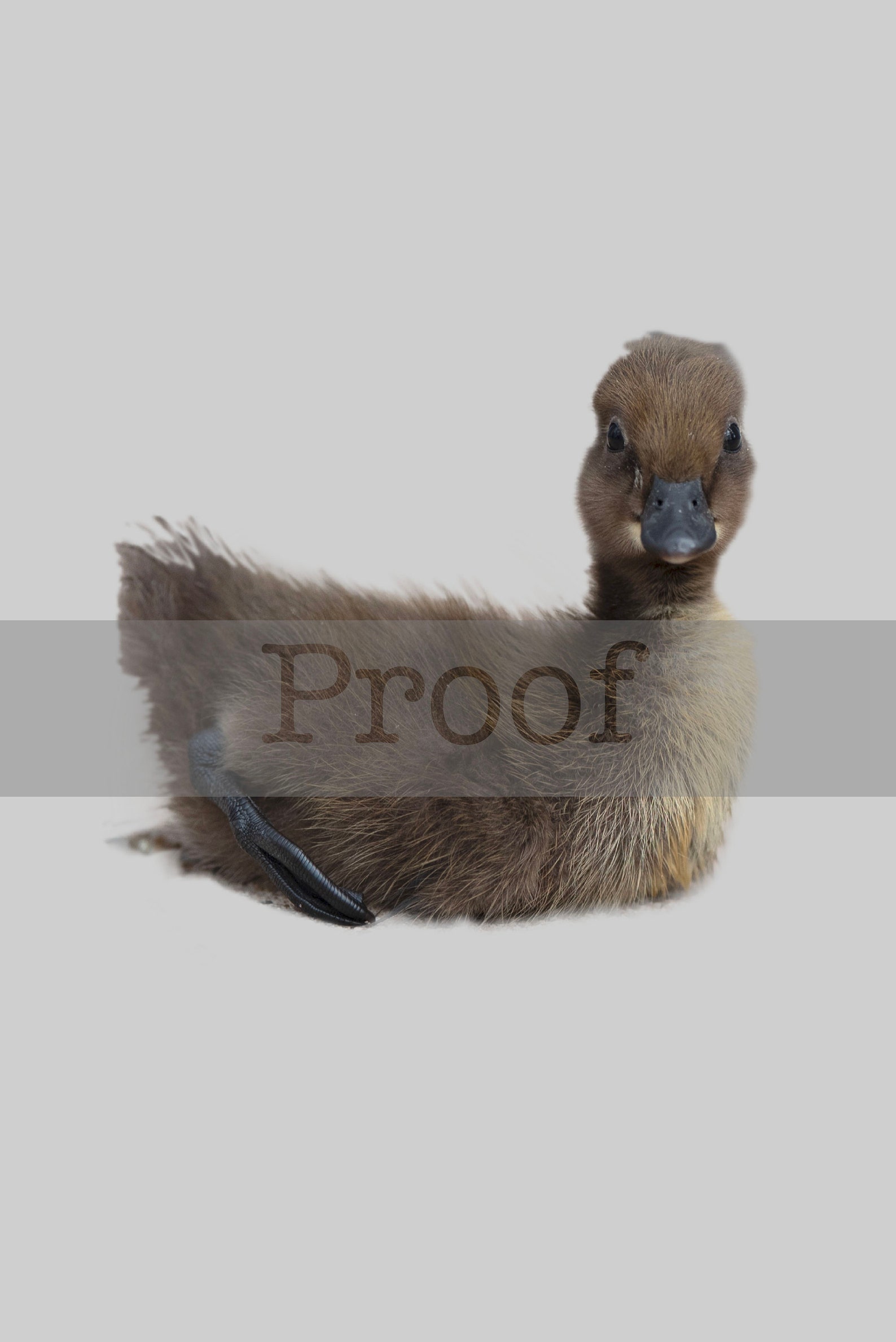 Five little ducks photoshop overlays | Etsy